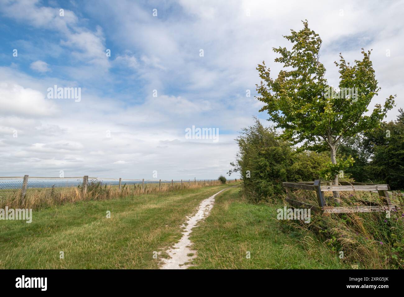 Commemorative hazel tree and plaque on Watership Down remembering ...