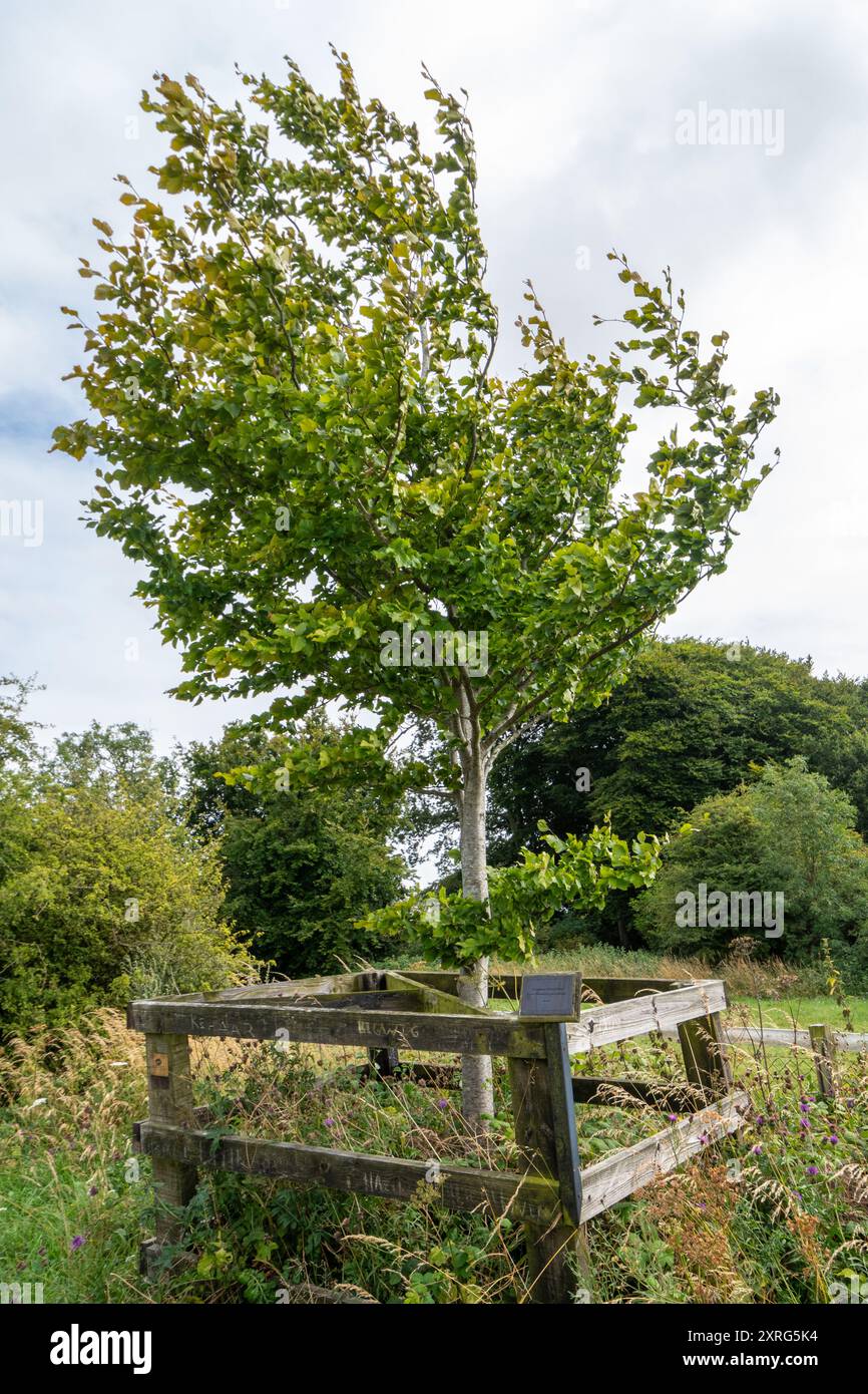 Commemorative hazel tree and plaque on Watership Down remembering ...