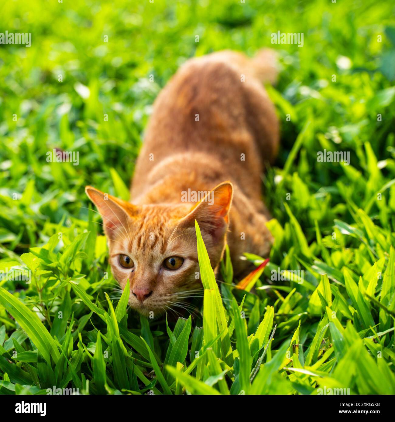 Orange cat jump hi-res stock photography and images - Alamy