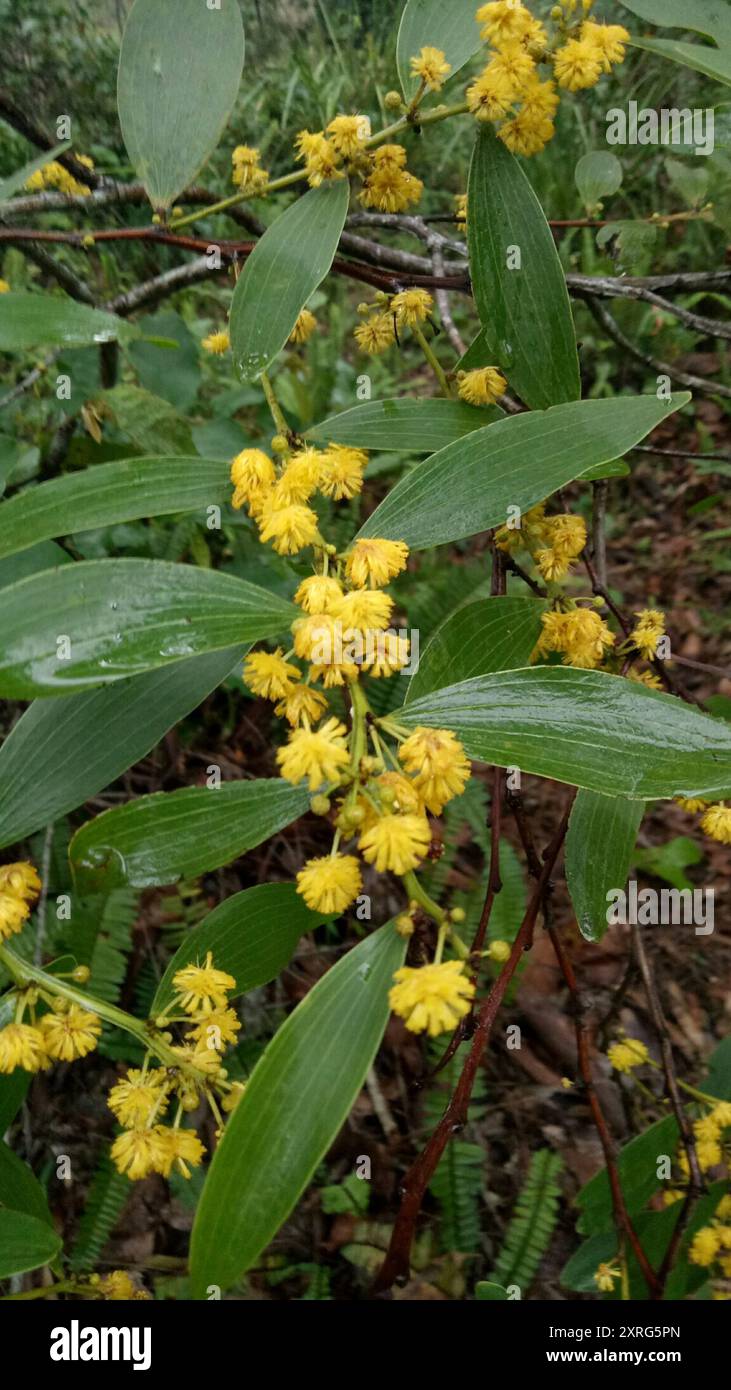 flat-stemmed wattle (Acacia complanata) Plantae Stock Photo - Alamy
