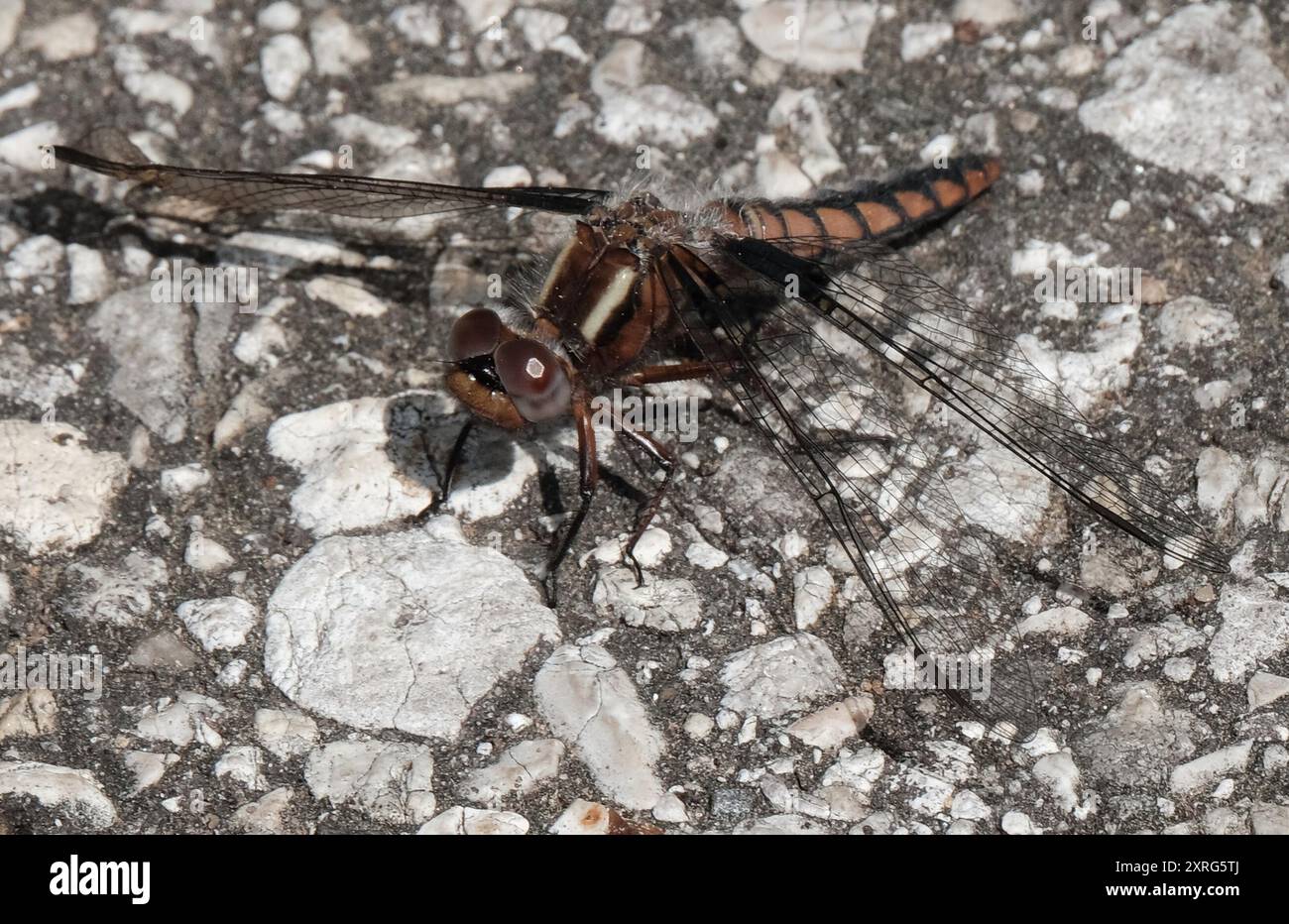 Blue Corporal (Ladona deplanata) Insecta Stock Photo - Alamy