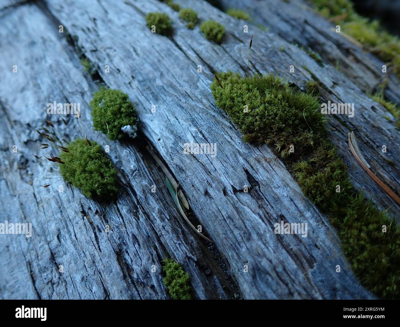 Common Pincushion (Dicranoweisia cirrata) Plantae Stock Photo - Alamy