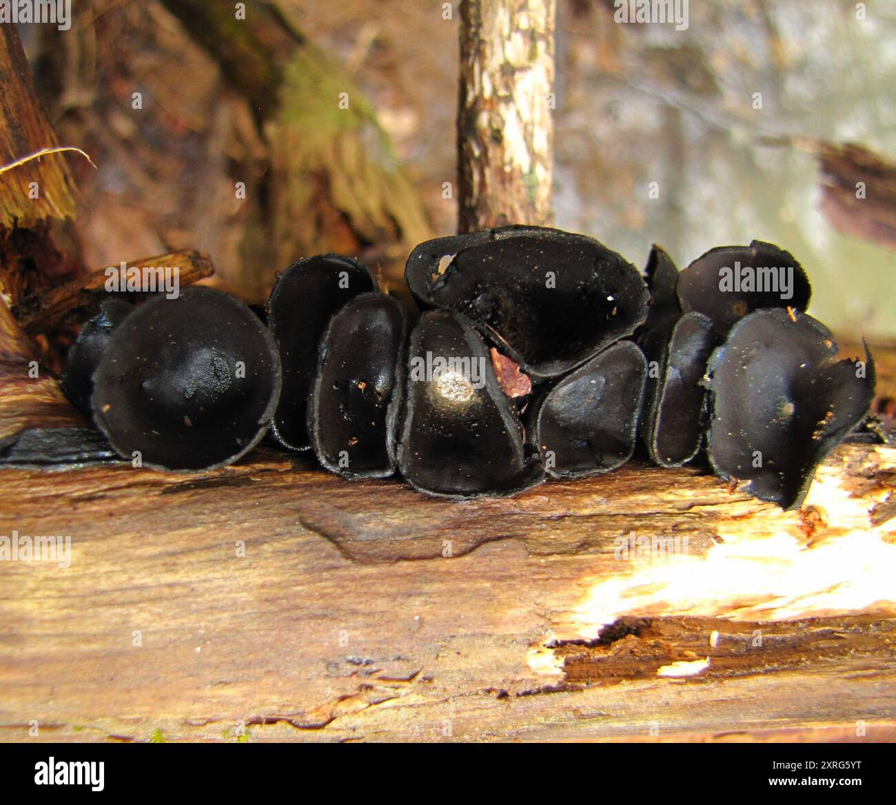 devil's urn (Urnula craterium) Fungi Stock Photo - Alamy