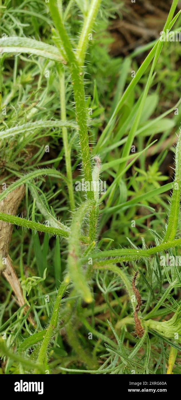 borage family (Boraginaceae) Plantae Stock Photo - Alamy