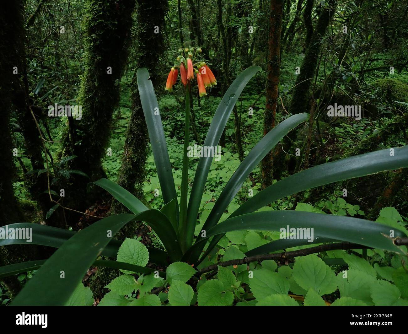 Longstem Bushlily (Clivia caulescens) Plantae Stock Photo - Alamy