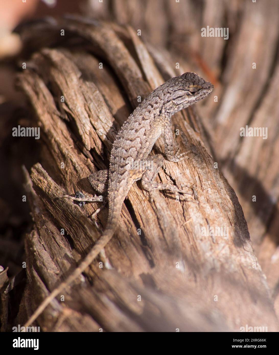 Plateau Fence Lizard (Sceloporus tristichus) Reptilia Stock Photo - Alamy
