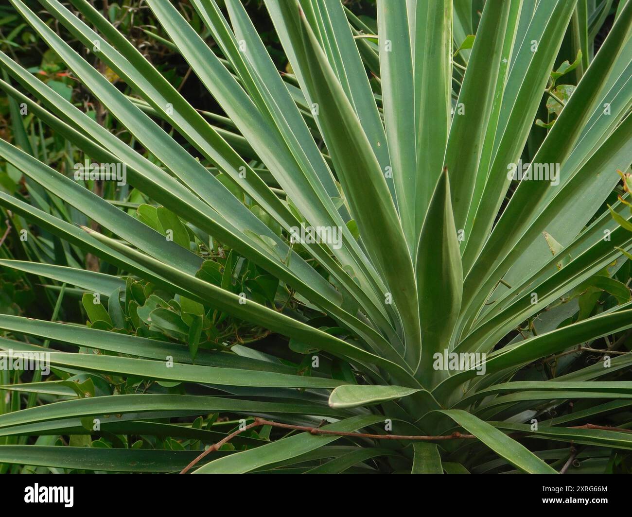 Century plant subfamily (Agavoideae) Plantae Stock Photo - Alamy