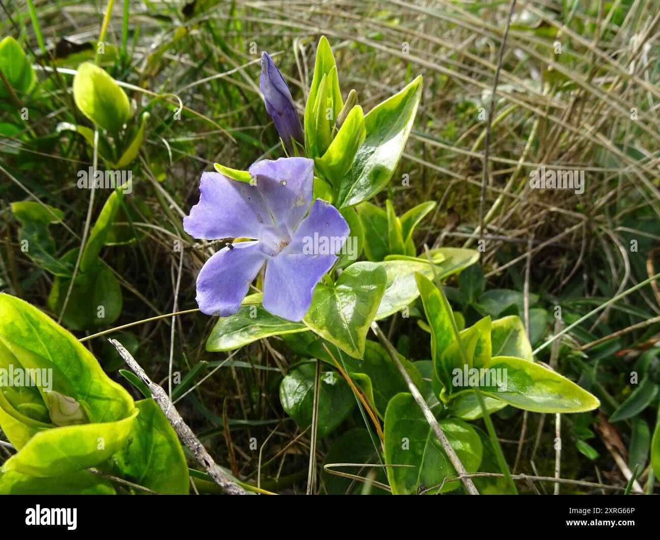 greater periwinkle (Vinca major) Plantae Stock Photo - Alamy