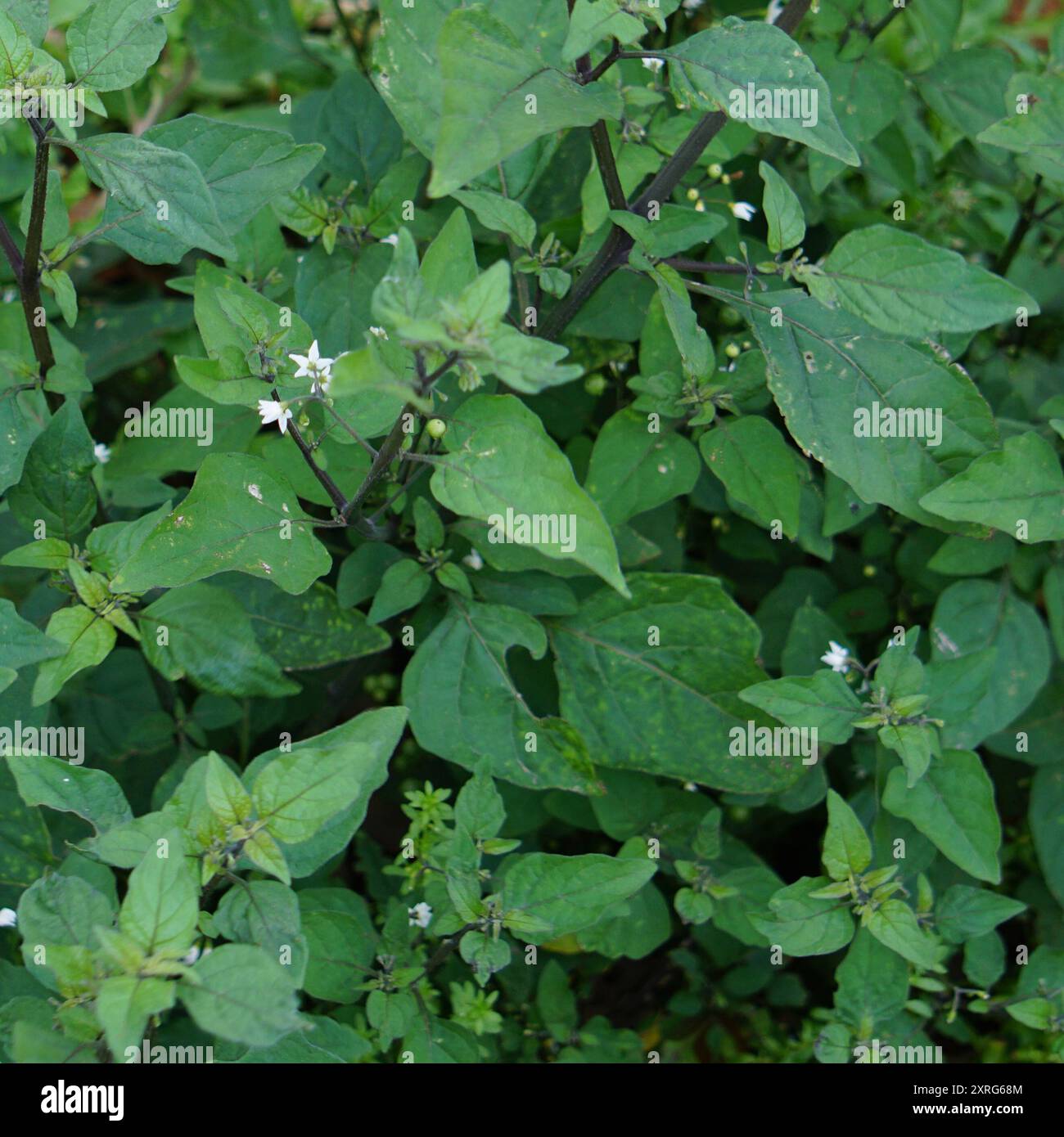 nightshades (Solanum) Plantae Stock Photo - Alamy