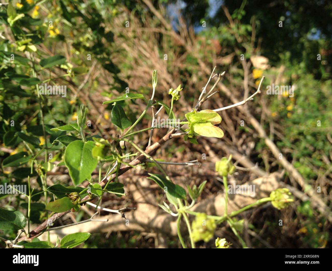 (Janusia guaranitica) Plantae Stock Photo - Alamy