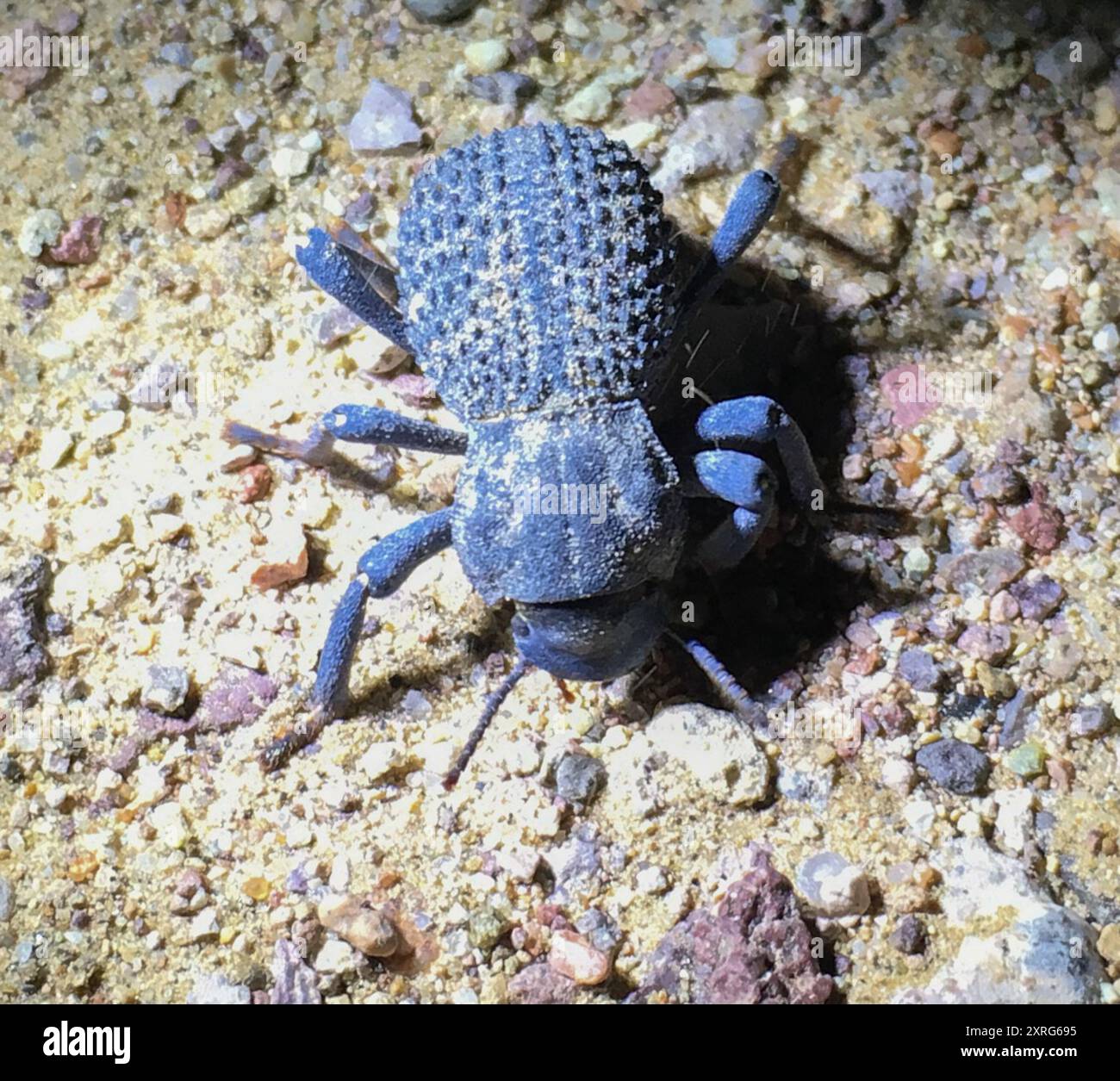 Desert Ironclad Beetle (Asbolus verrucosus) Insecta Stock Photo - Alamy