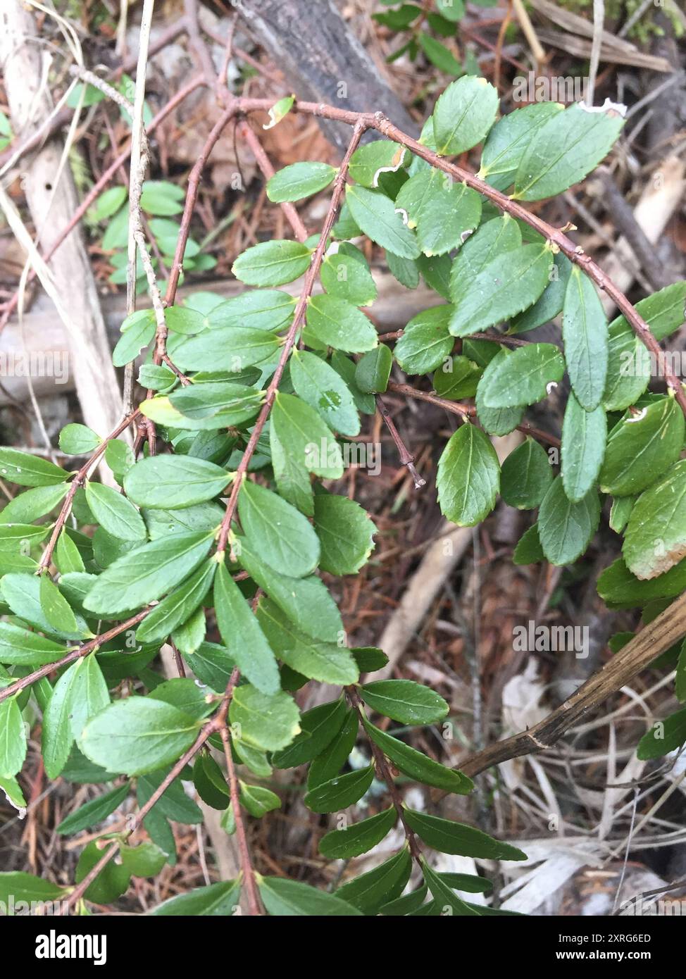 Oregon Boxwood (Paxistima myrsinites) Plantae Stock Photo - Alamy