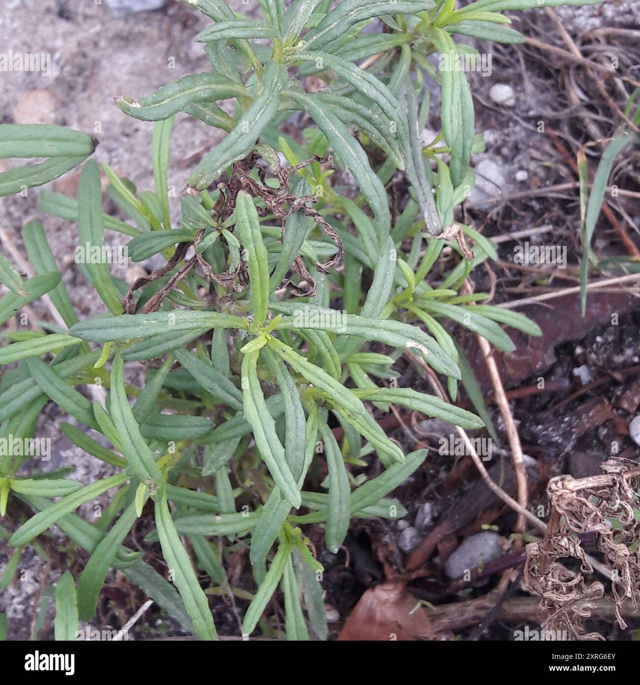 plants (Plantae) Plantae Stock Photo - Alamy