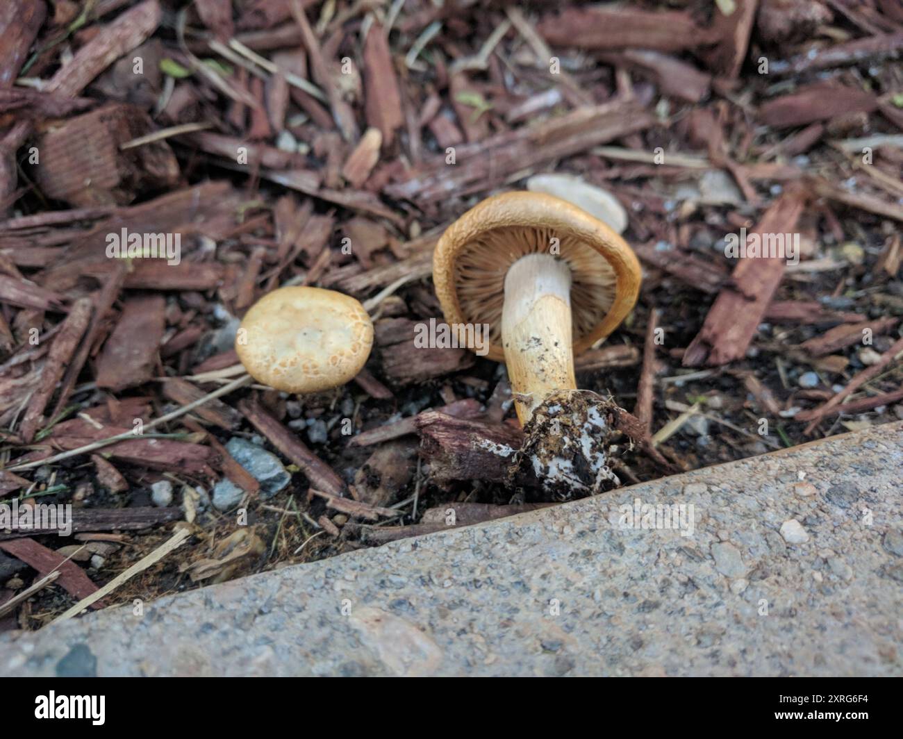 Spring Fieldcap (Agrocybe praecox) Fungi Stock Photo - Alamy