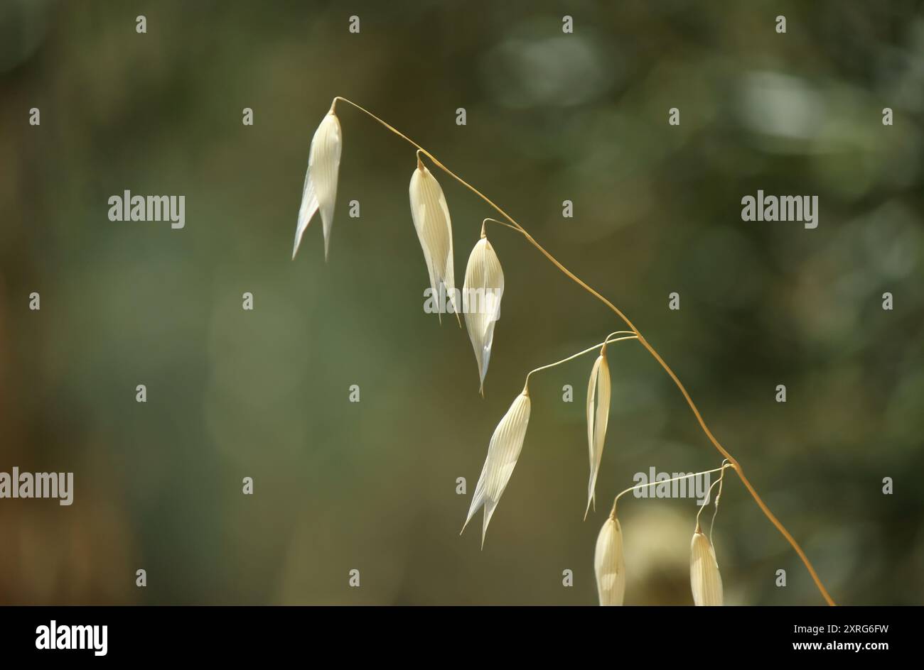 Wild oat plant (Avena fatua Stock Photo - Alamy