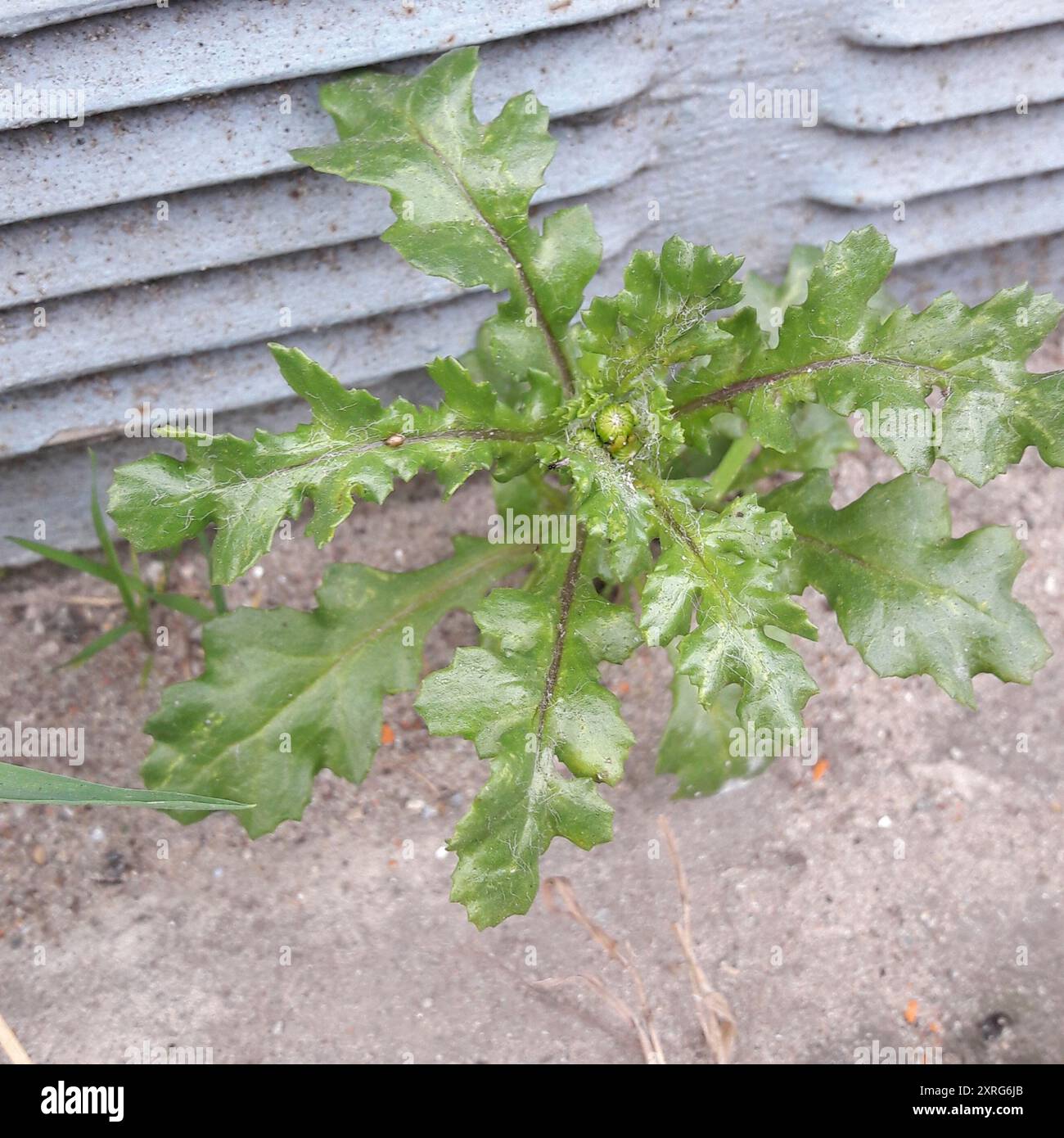 common groundsel (Senecio vulgaris) Plantae Stock Photo - Alamy
