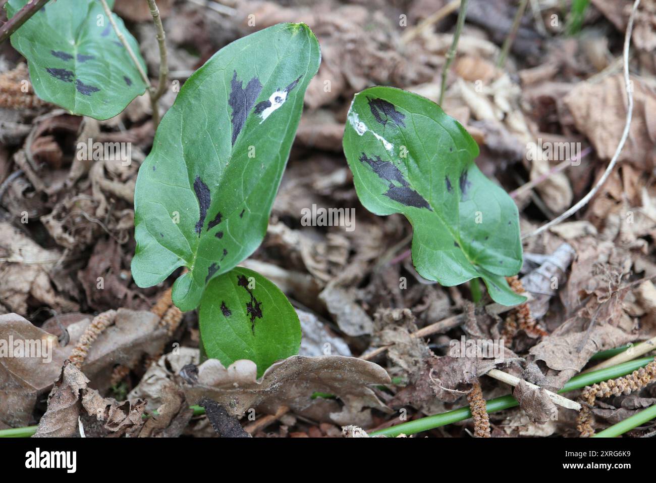 Cuckoo-pint (Arum maculatum) Plantae Stock Photo - Alamy