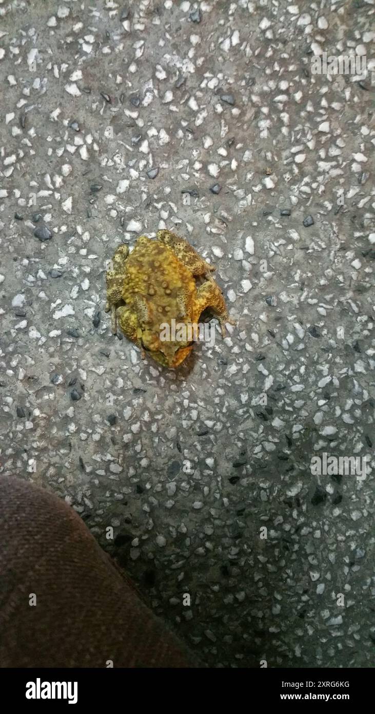 Asian Common Toad (Duttaphrynus melanostictus) Amphibia Stock Photo - Alamy