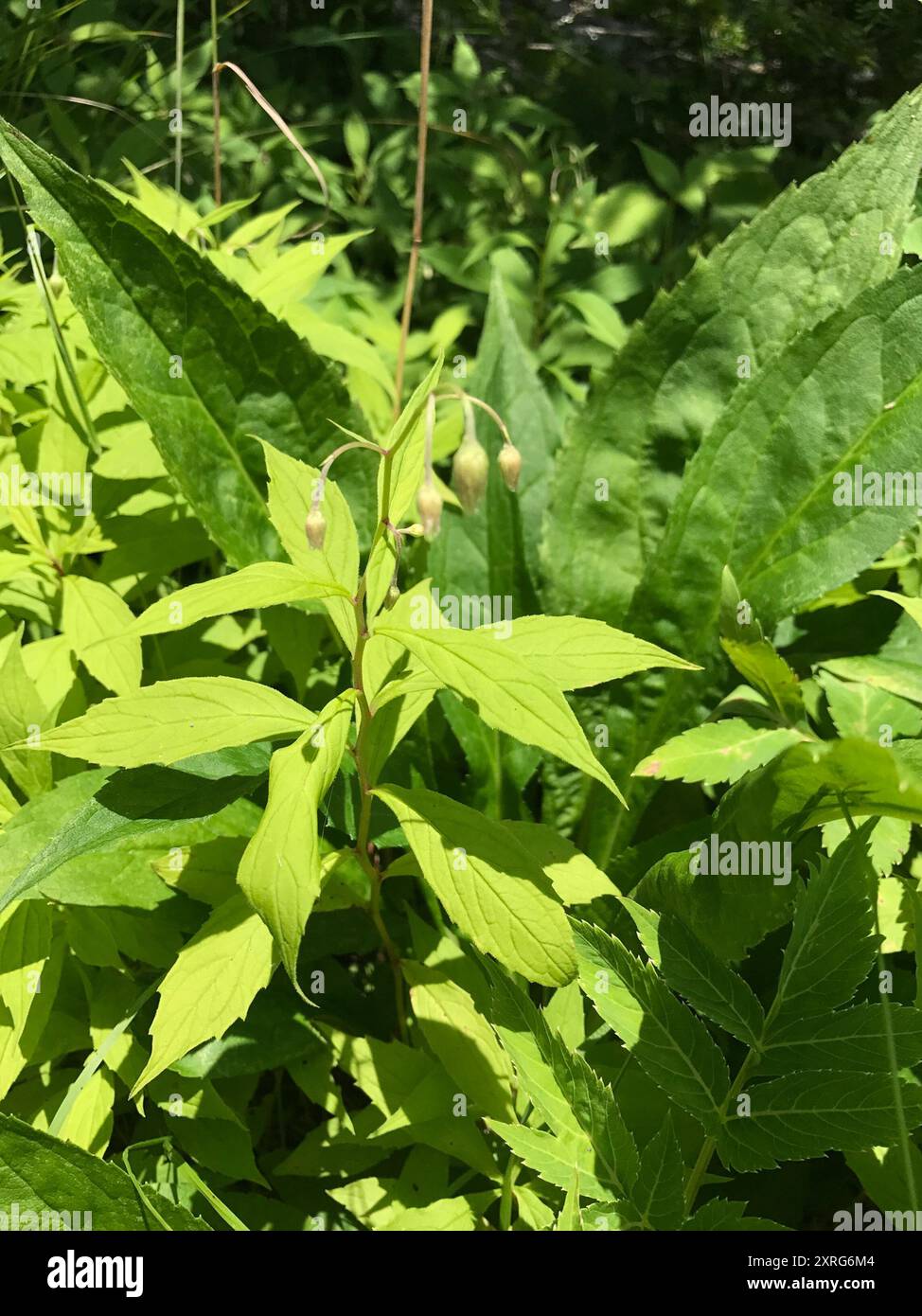 whorled wood aster (Oclemena acuminata) Plantae Stock Photo - Alamy