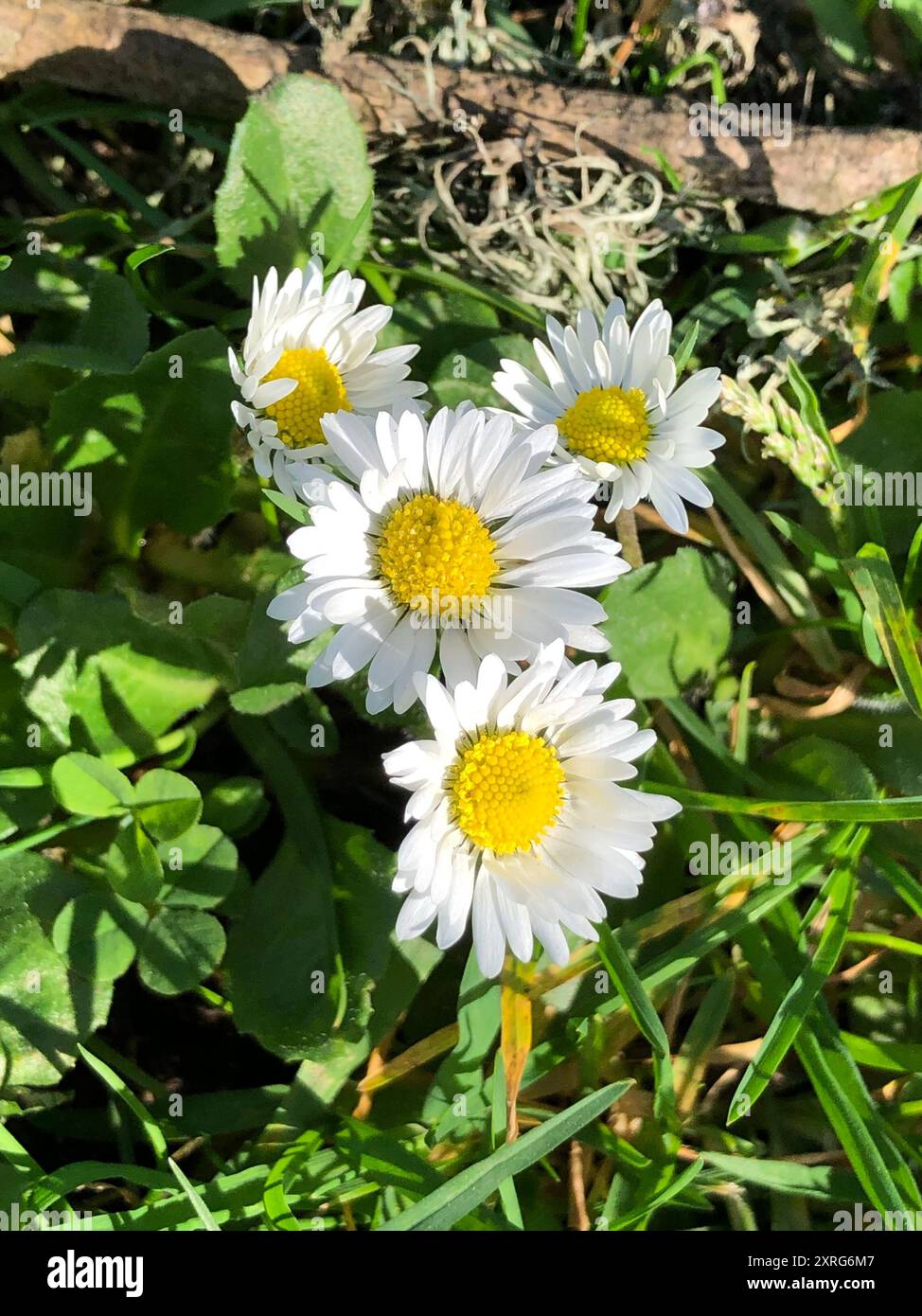 Lawn daisy (Bellis perennis) Plantae Stock Photo - Alamy