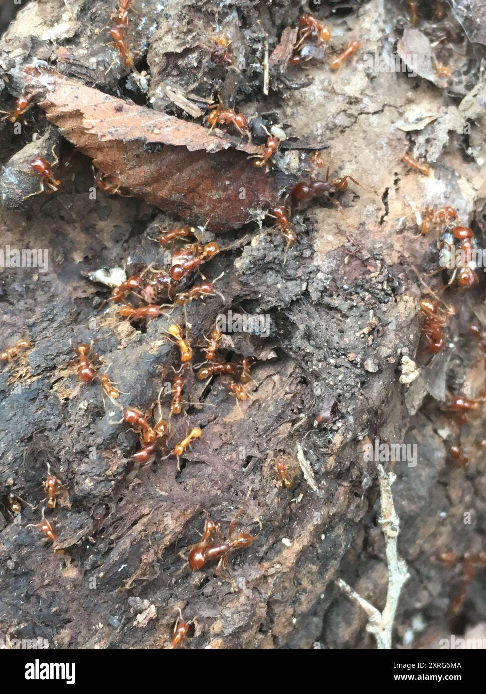 Labidus hi-res stock photography and images - Alamy