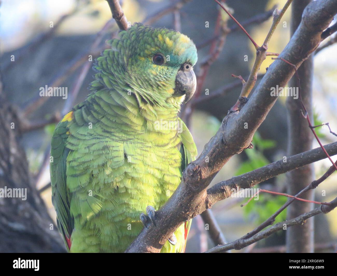 Turquoise-fronted Parrot (Amazona aestiva) Aves Stock Photo - Alamy