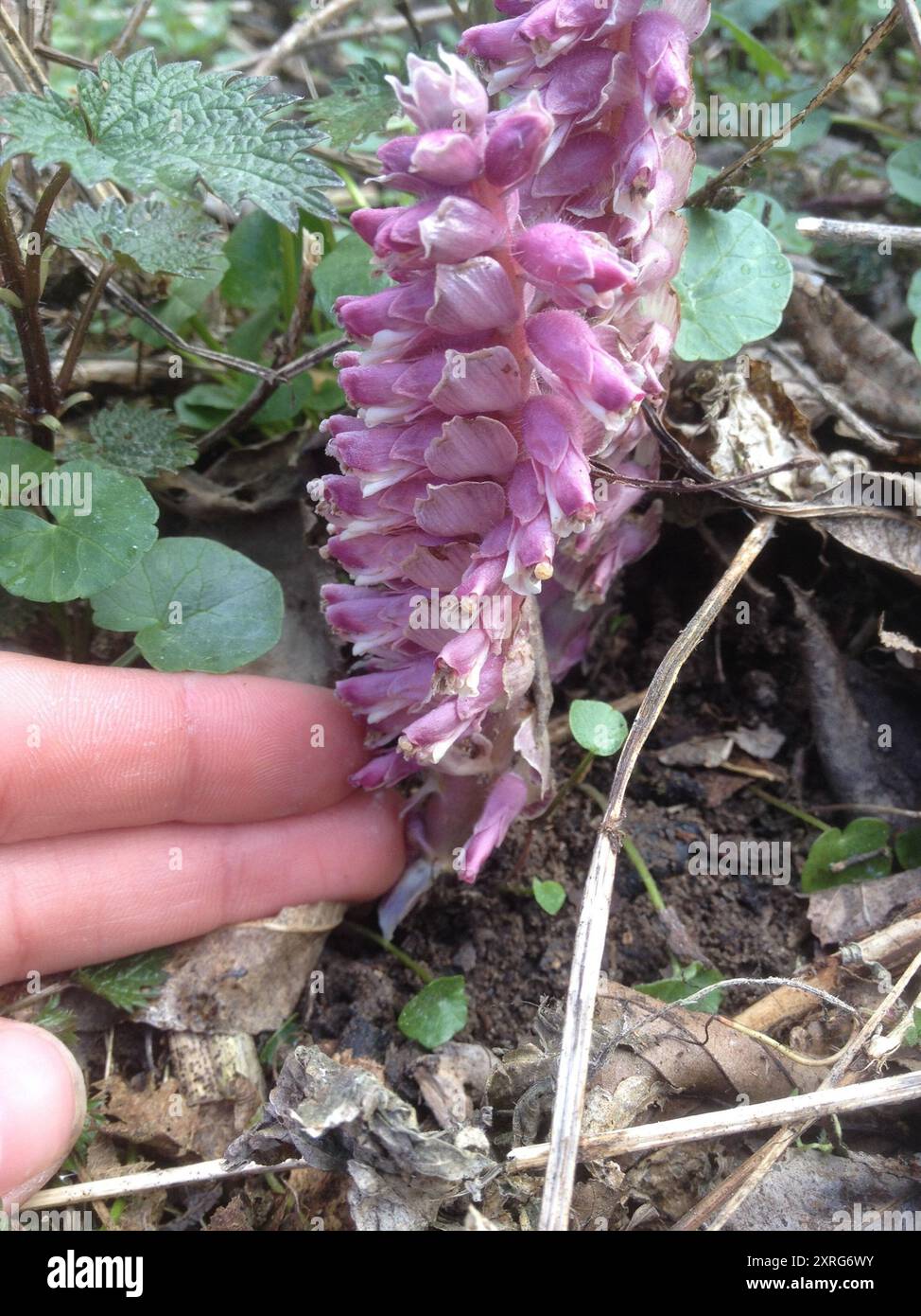 Common Toothwort (Lathraea squamaria) Plantae Stock Photo - Alamy