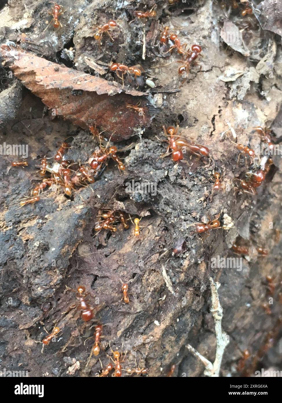 Labidus hi-res stock photography and images - Alamy