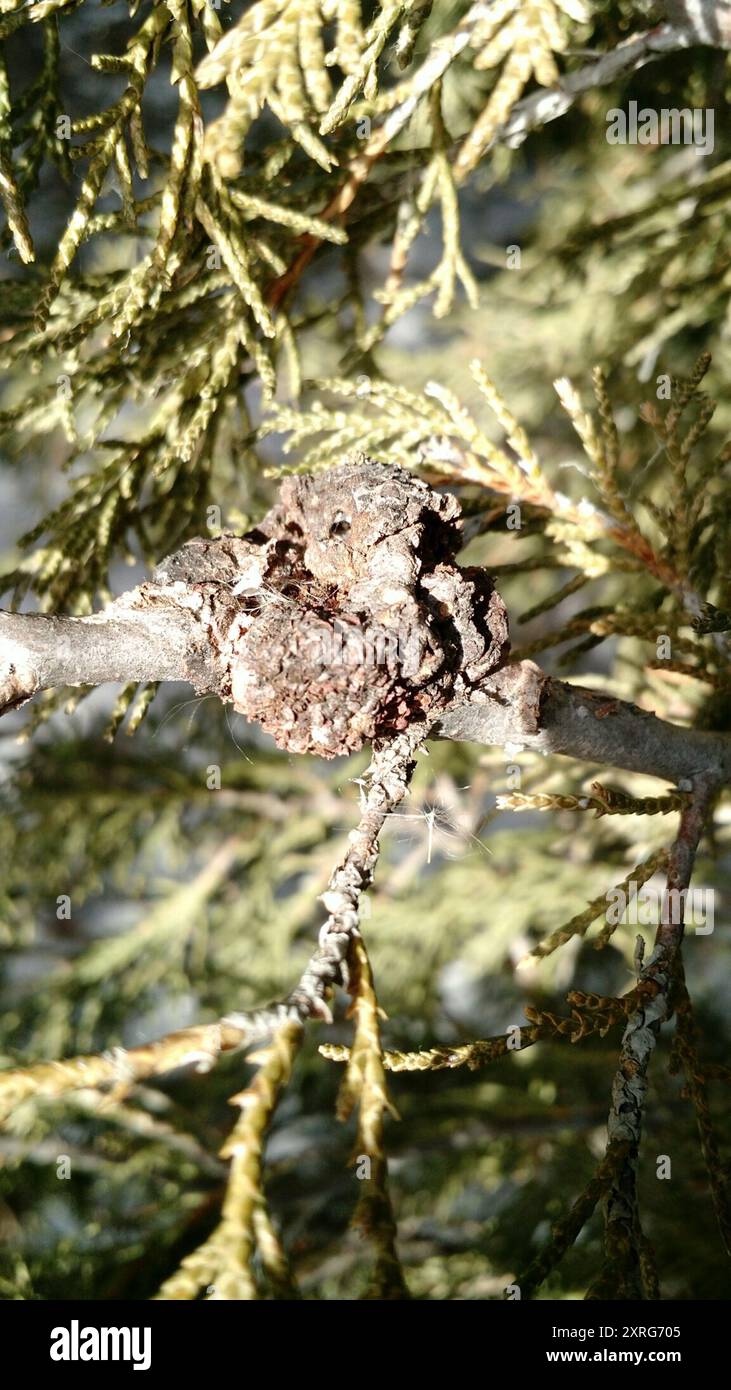juniper-apple rust (Gymnosporangium juniperi-virginianae) Fungi Stock ...