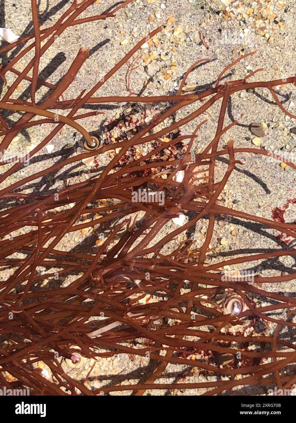 red algae (Rhodophyta) Plantae Stock Photo - Alamy