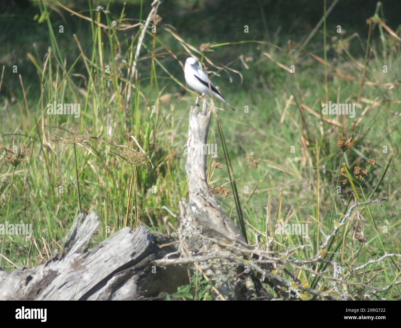 White Monjita (Xolmis irupero) Aves Stock Photo - Alamy