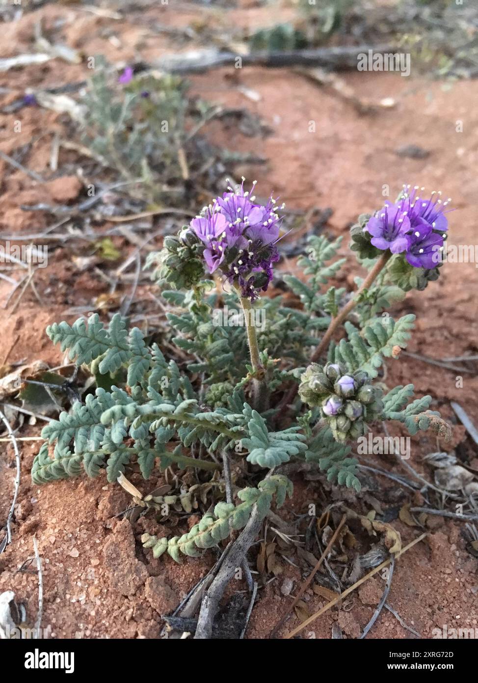 Pope's Phacelia (Phacelia popei) Plantae Stock Photo - Alamy