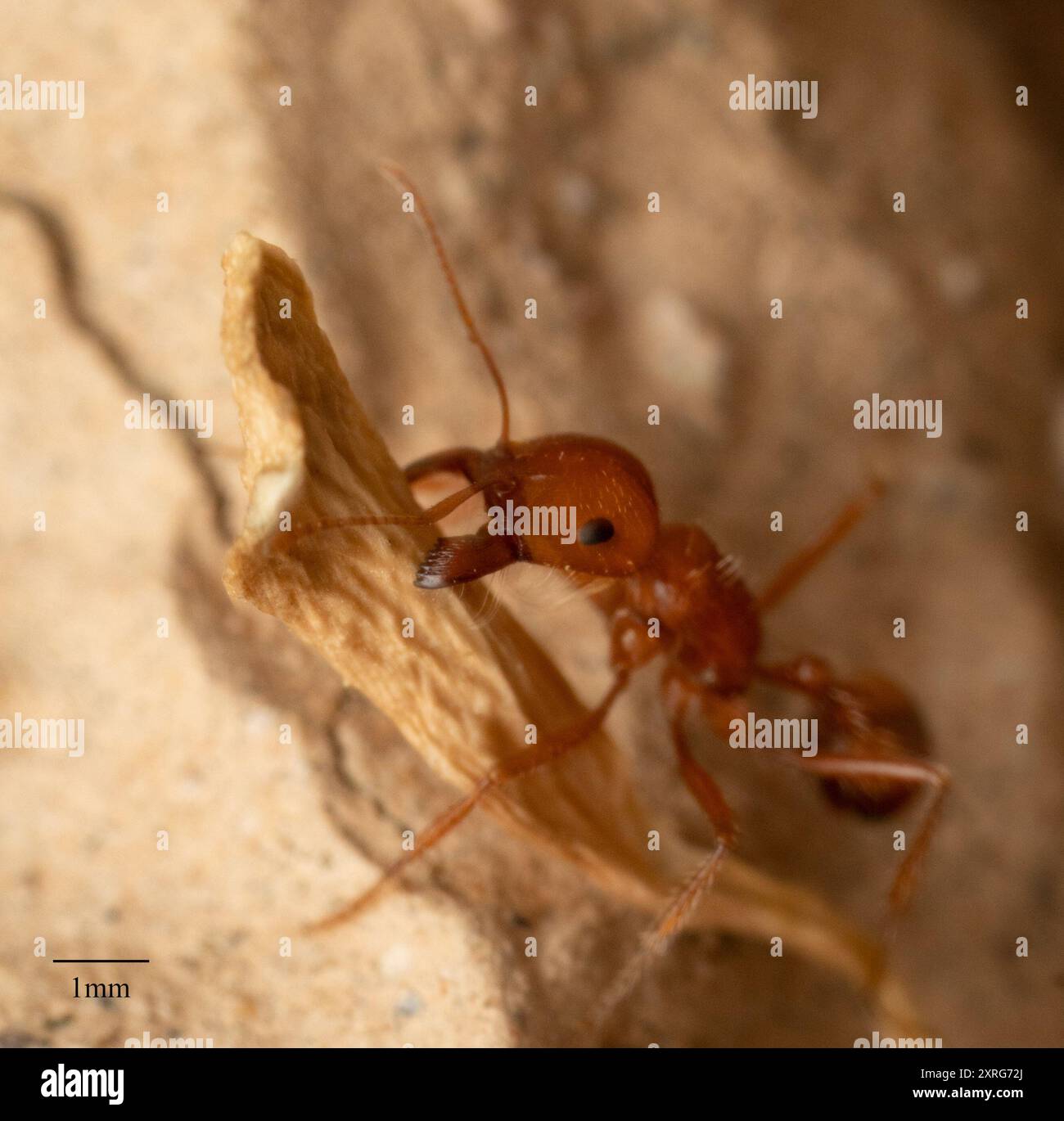 Typical American Harvester Ants (Pogonomyrmex) Insecta Stock Photo - Alamy