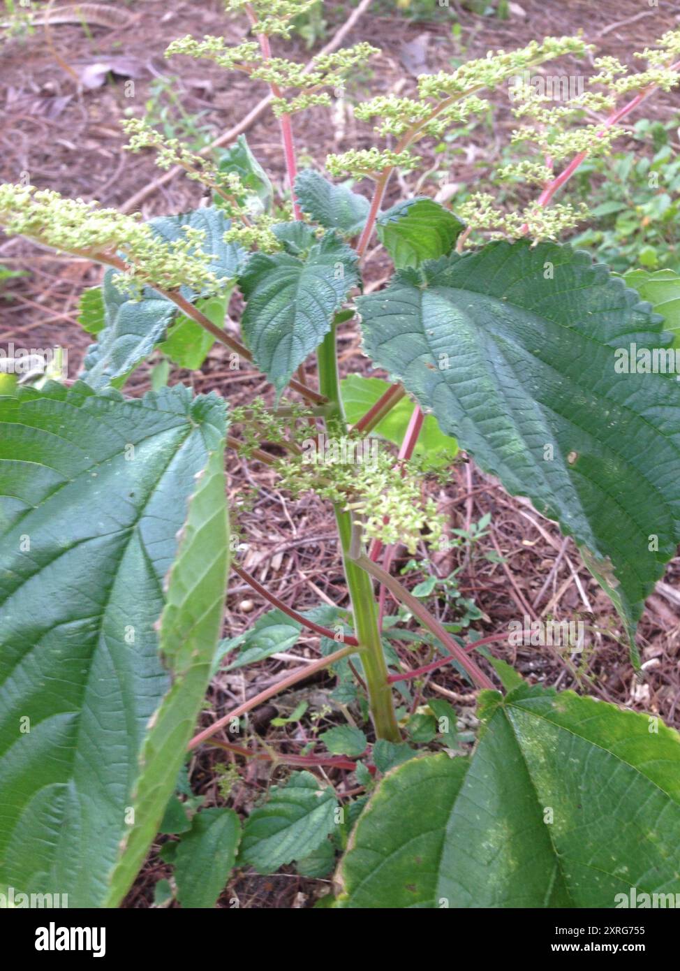 West Indian woodnettle (Laportea aestuans) Plantae Stock Photo - Alamy