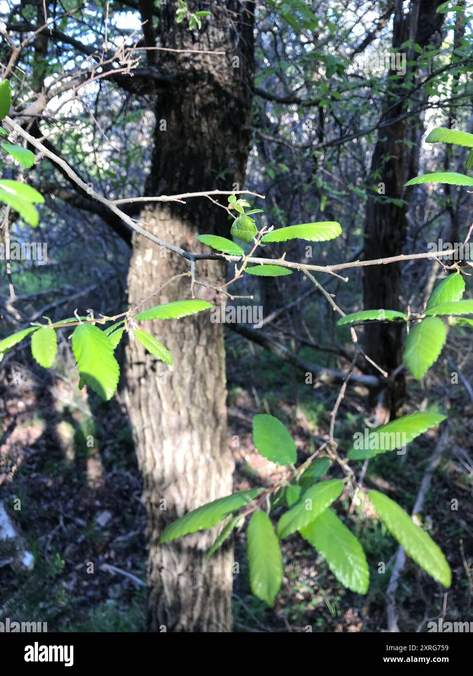 Cedar Elm (Ulmus crassifolia) Plantae Stock Photo - Alamy