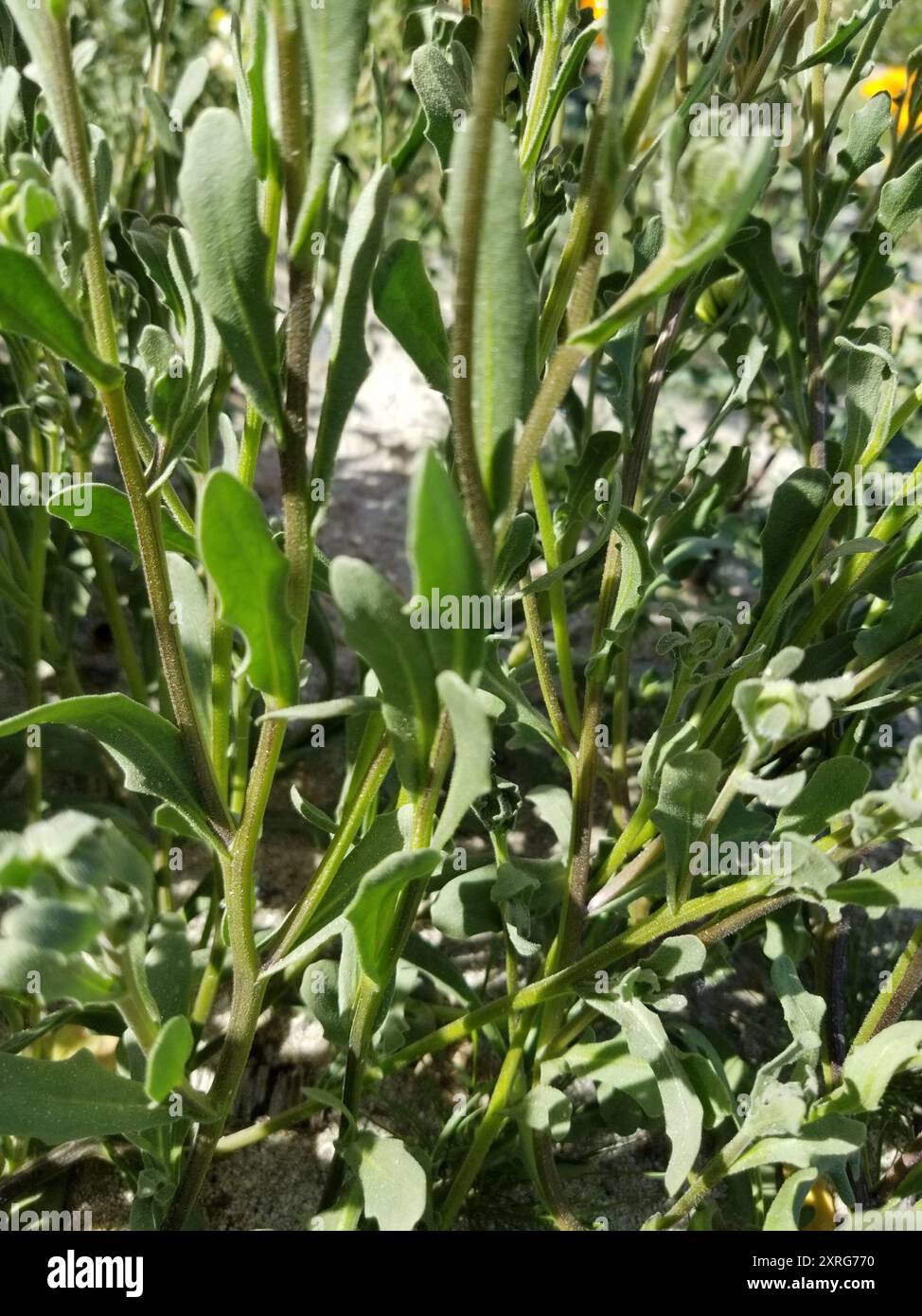 Cape marigold (Dimorphotheca sinuata) Plantae Stock Photo - Alamy