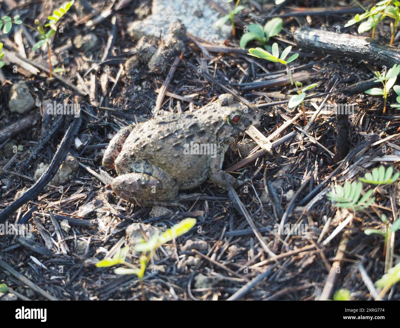 Paddy Field Frog (Fejervarya limnocharis) Amphibia Stock Photo - Alamy