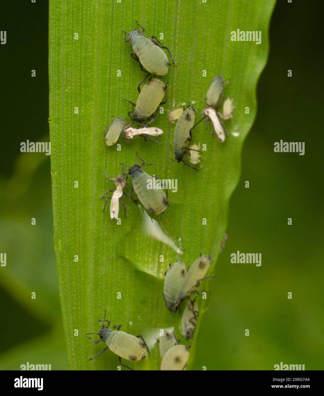 Corn Leaf Aphid (Rhopalosiphum maidis) Insecta Stock Photo - Alamy