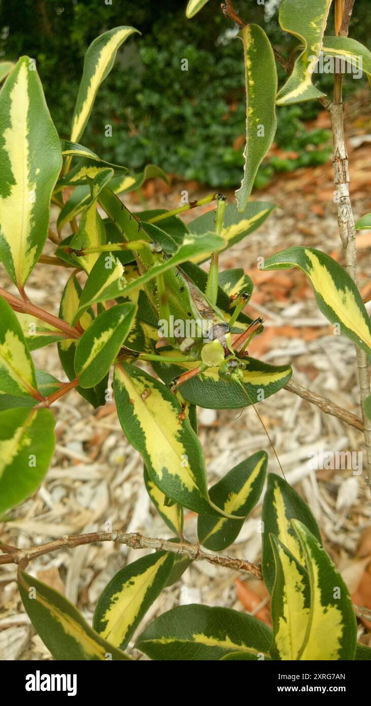 32 spotted katydid hi-res stock photography and images - Alamy