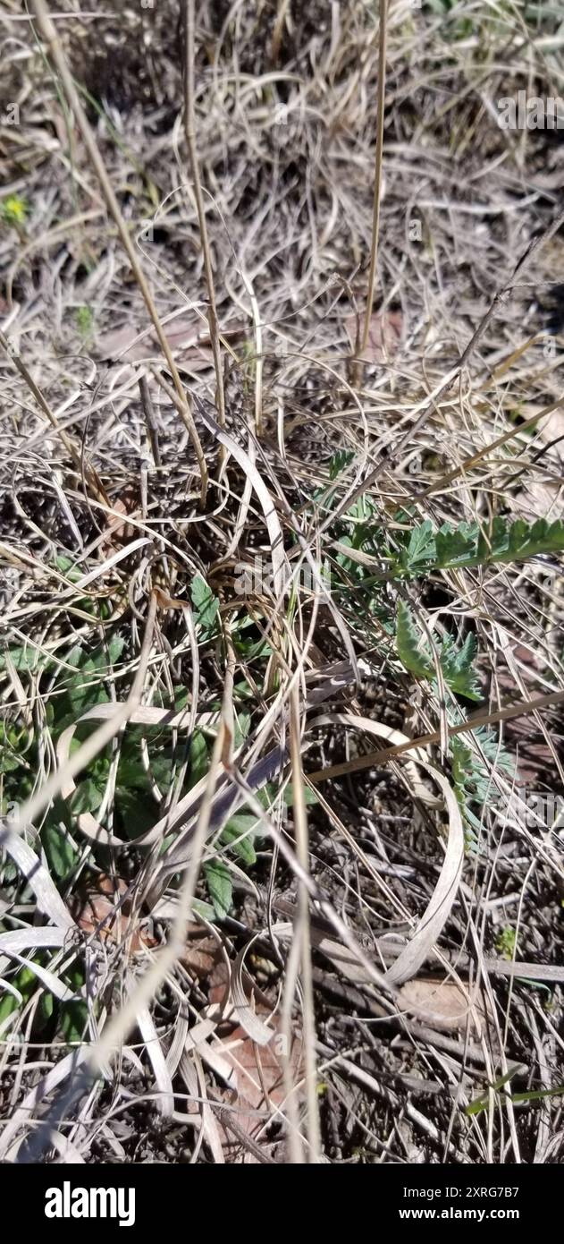 Sideoats Grama (Bouteloua curtipendula) Plantae Stock Photo - Alamy
