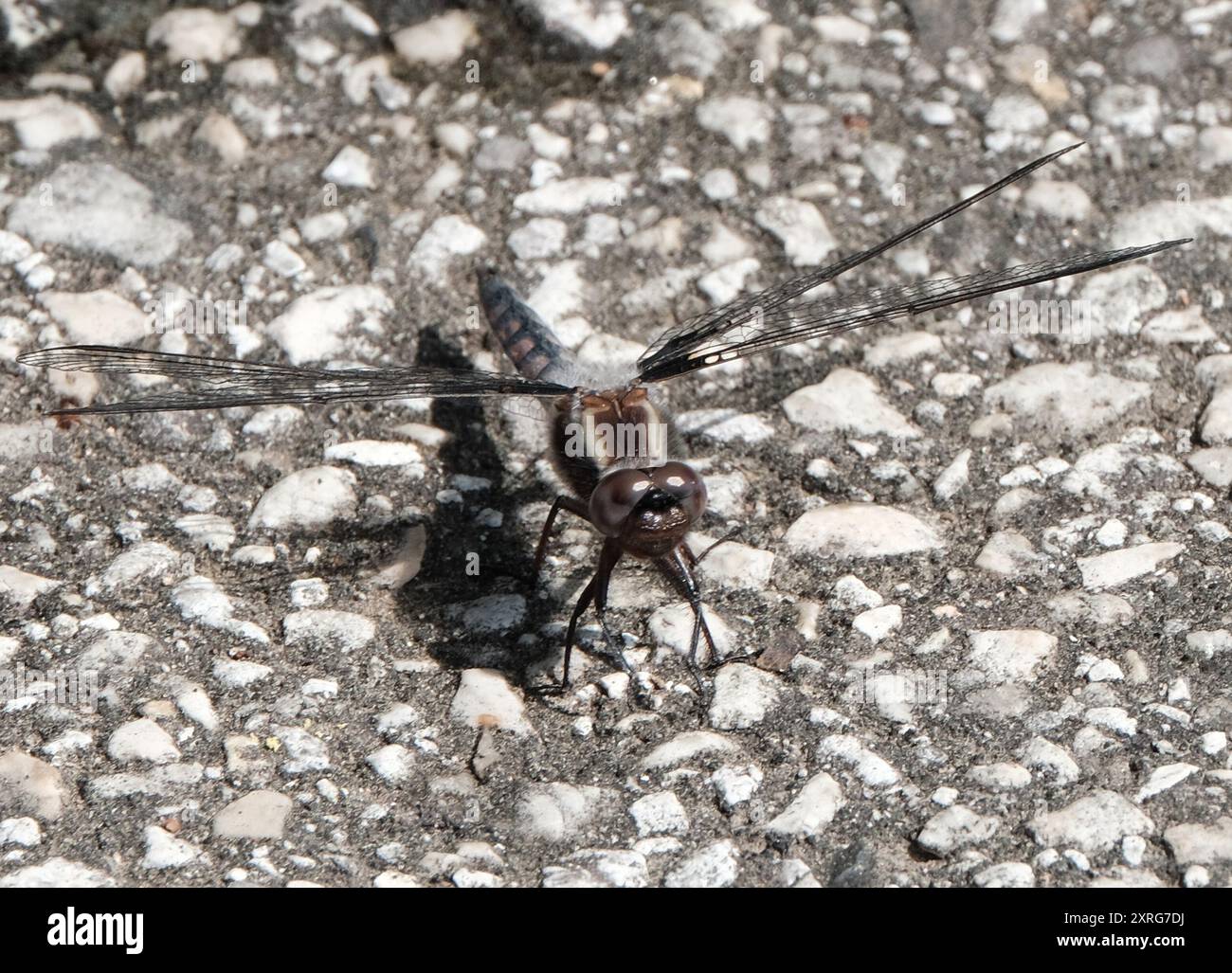 Blue Corporal (Ladona deplanata) Insecta Stock Photo - Alamy