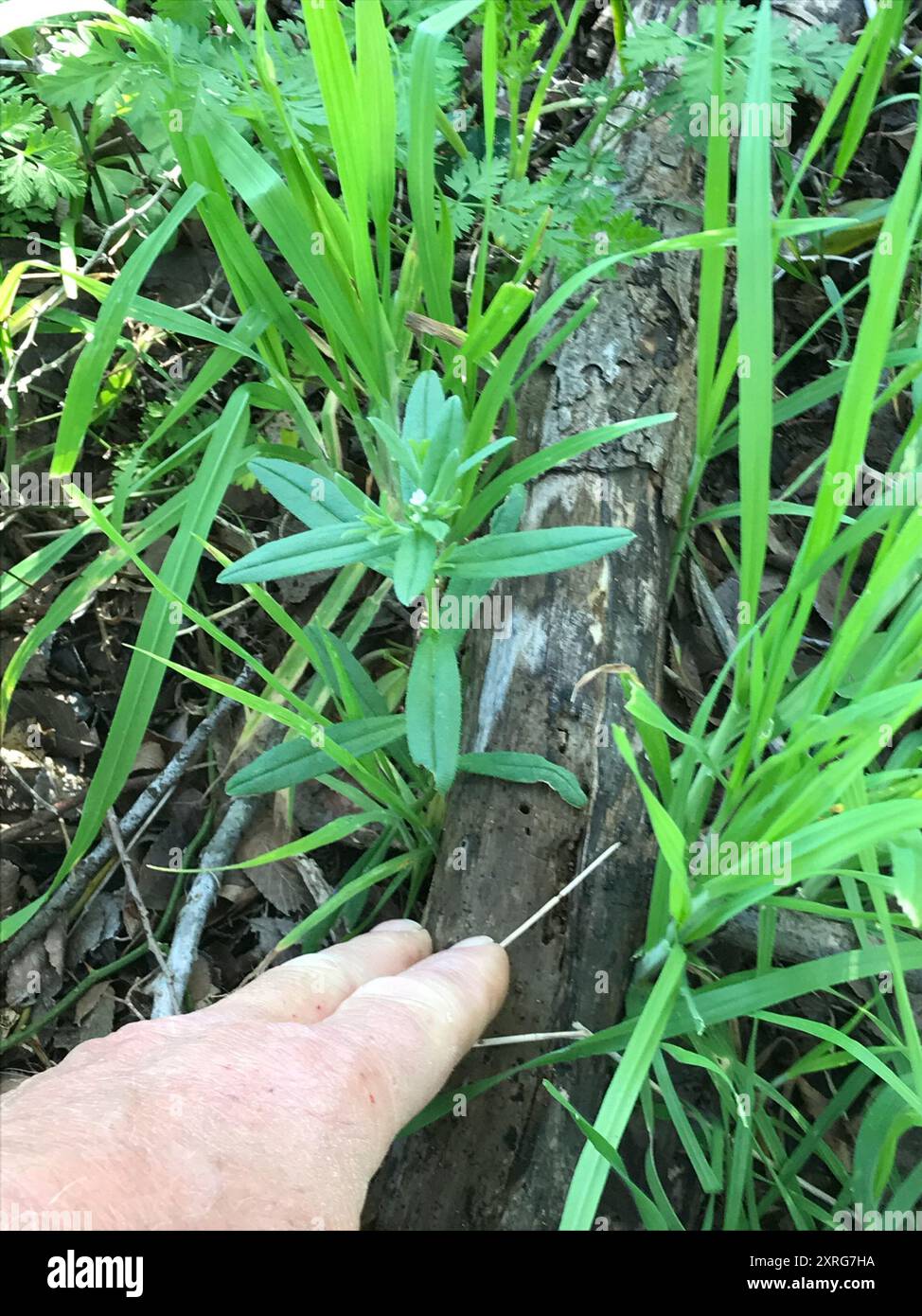 Corn gromwell hi-res stock photography and images - Alamy