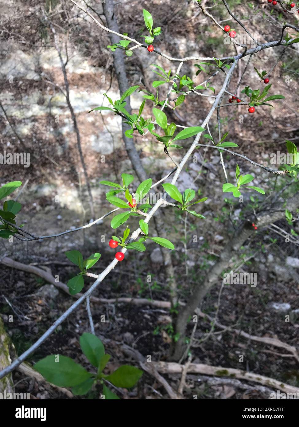 possumhaw (Ilex decidua) Plantae Stock Photo - Alamy