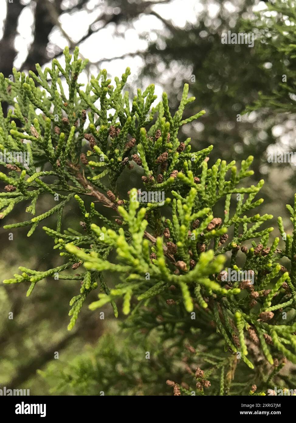 Ashe juniper (Juniperus ashei) Plantae Stock Photo - Alamy