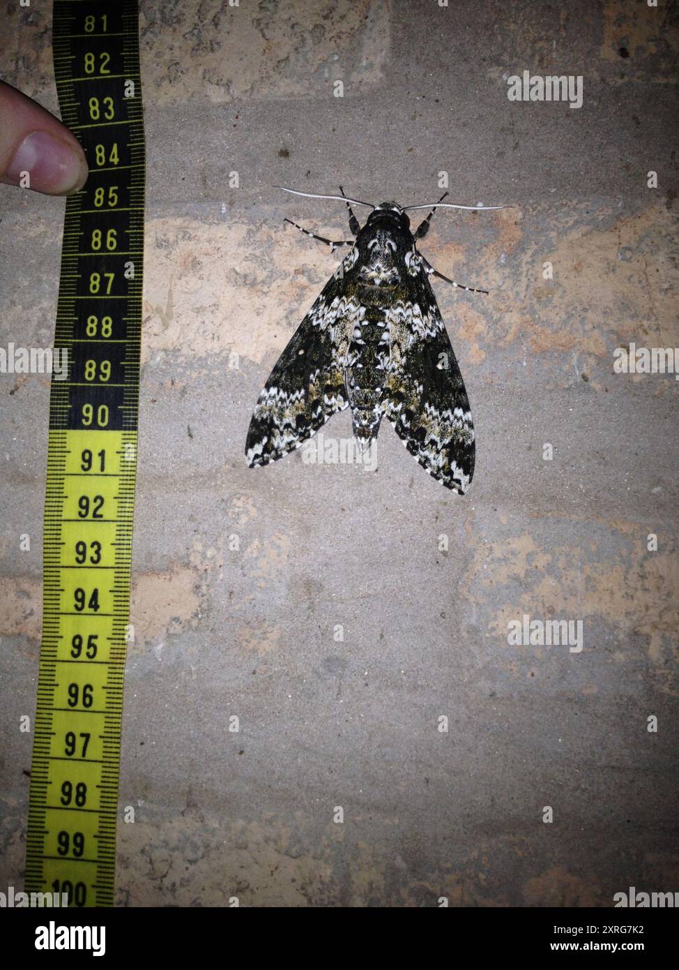 Rustic Sphinx (Manduca rustica) Insecta Stock Photo - Alamy