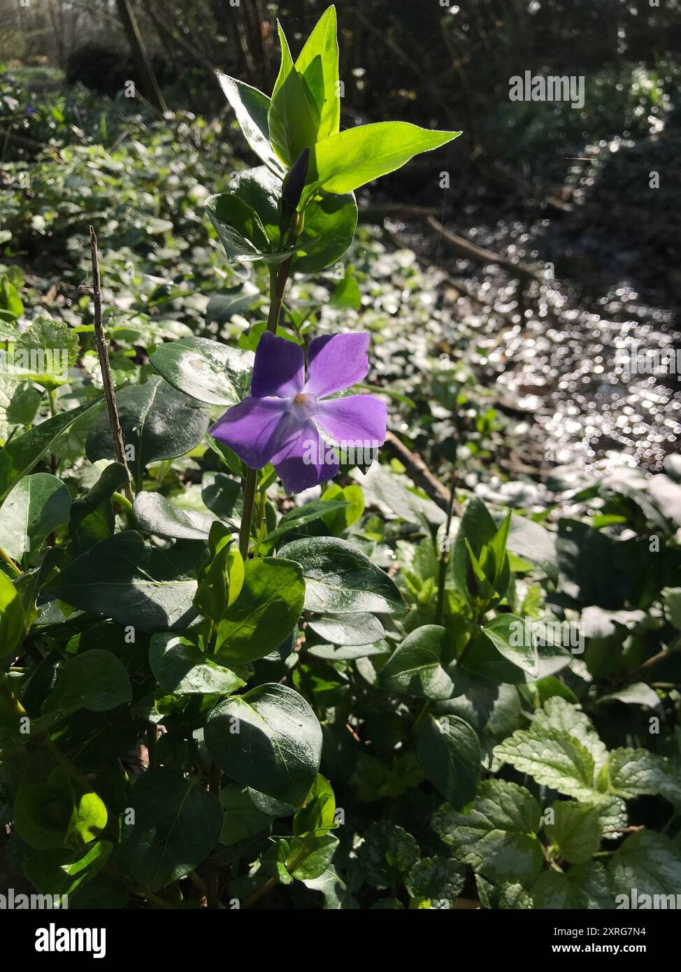 greater periwinkle (Vinca major) Plantae Stock Photo - Alamy