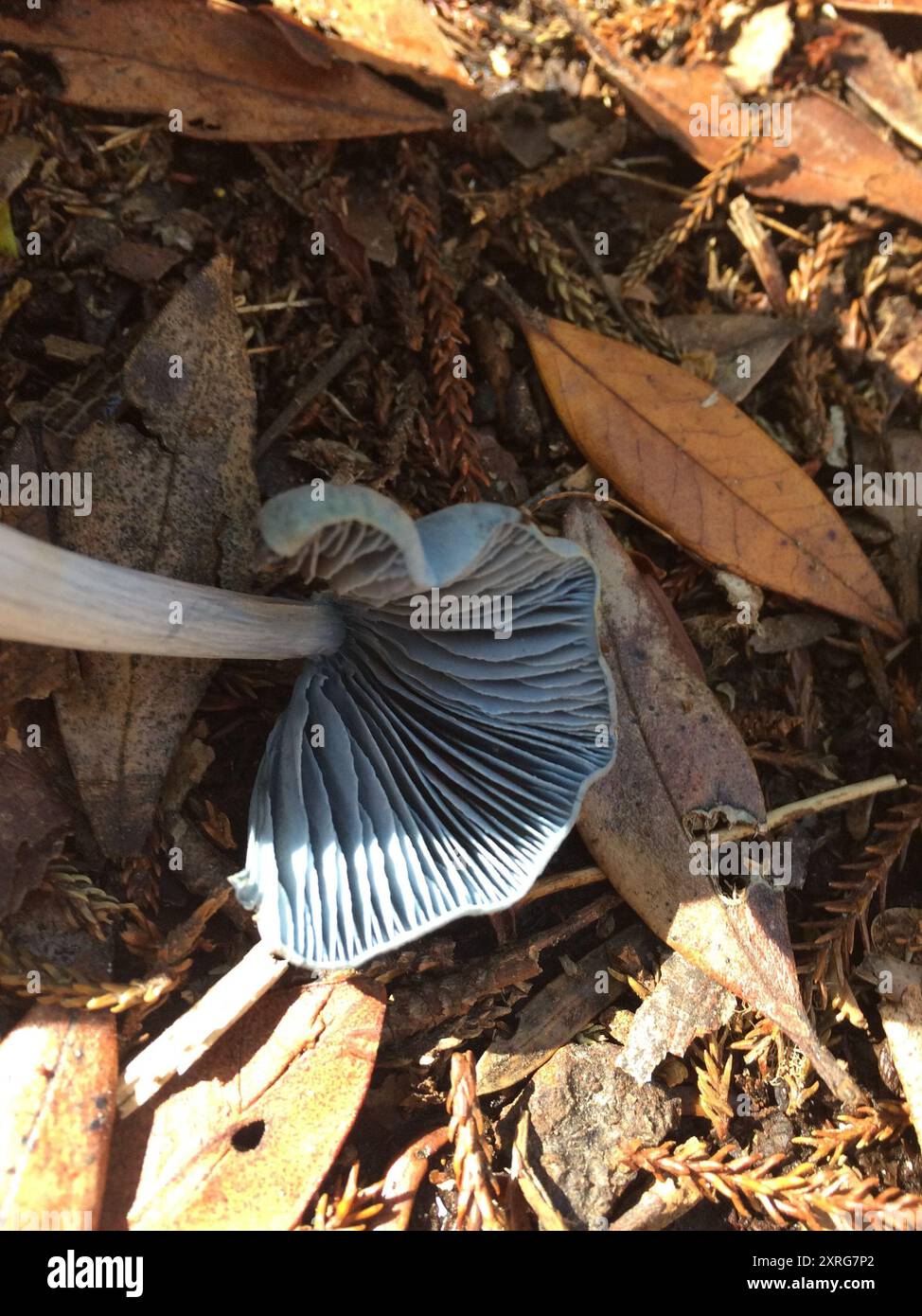 blue pinkgill (Entoloma hochstetteri) Fungi Stock Photo - Alamy