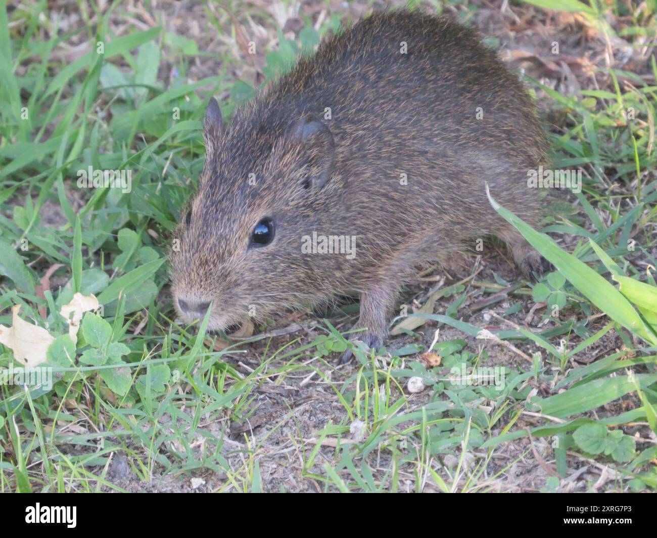 Brazilian guinea pig cavia aperea hi-res stock photography and images ...