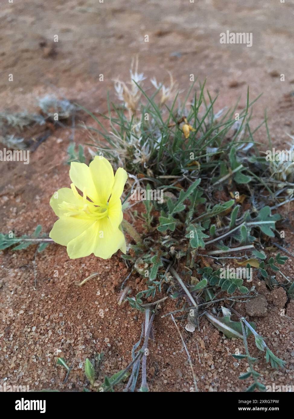 desert evening-primrose (Oenothera primiveris) Plantae Stock Photo - Alamy
