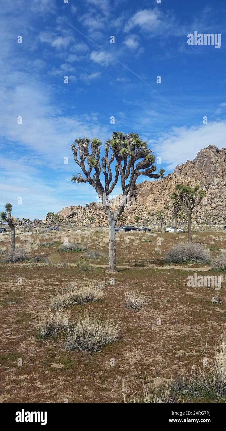 Joshua Tree (Yucca brevifolia) Plantae Stock Photo - Alamy